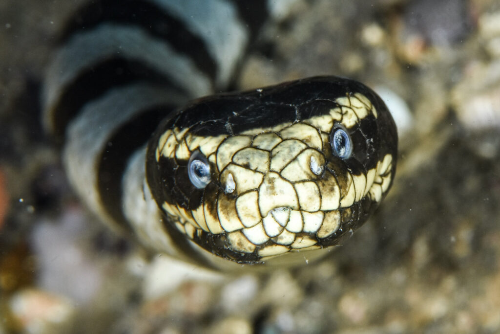 The Top Destinations to Dive With Sea Snakes