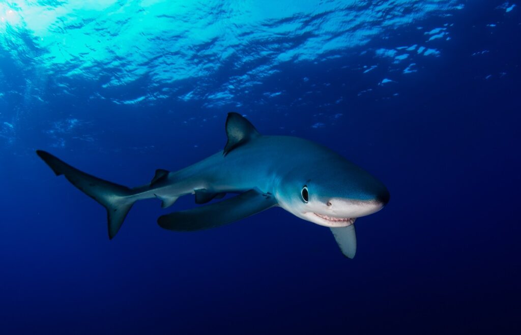 15 Marine Species of the UK to Spot While Scuba Diving