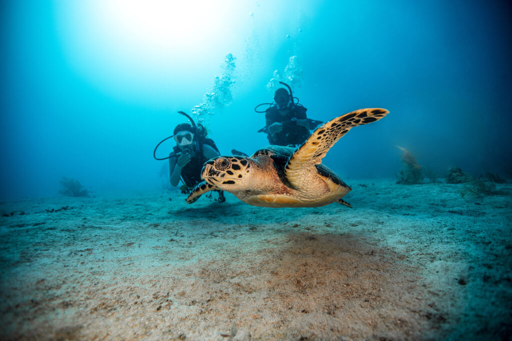 Roatán Diving: What You Need to Know