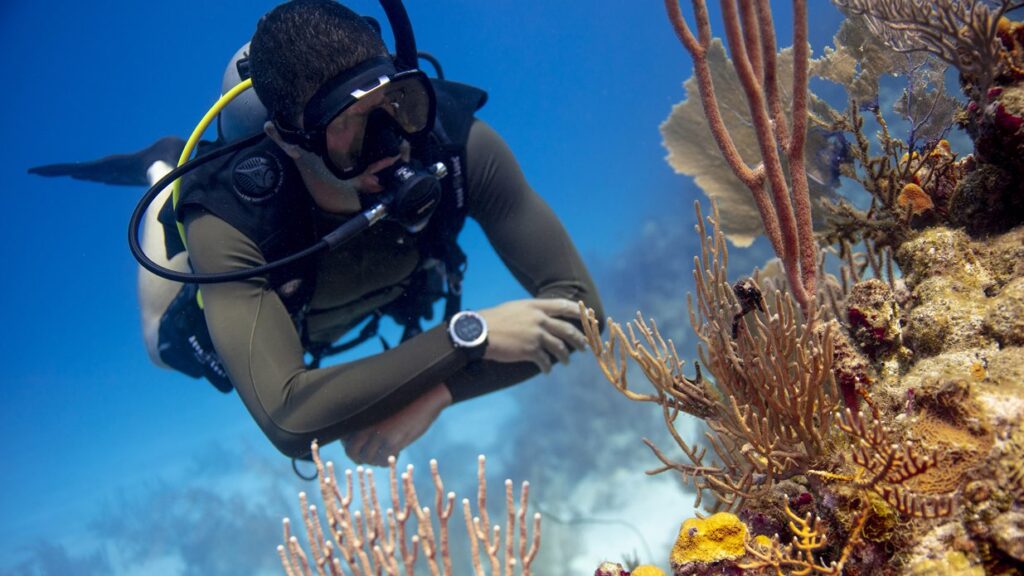 Things You Can Do to Save the Ocean as a PADI Diver