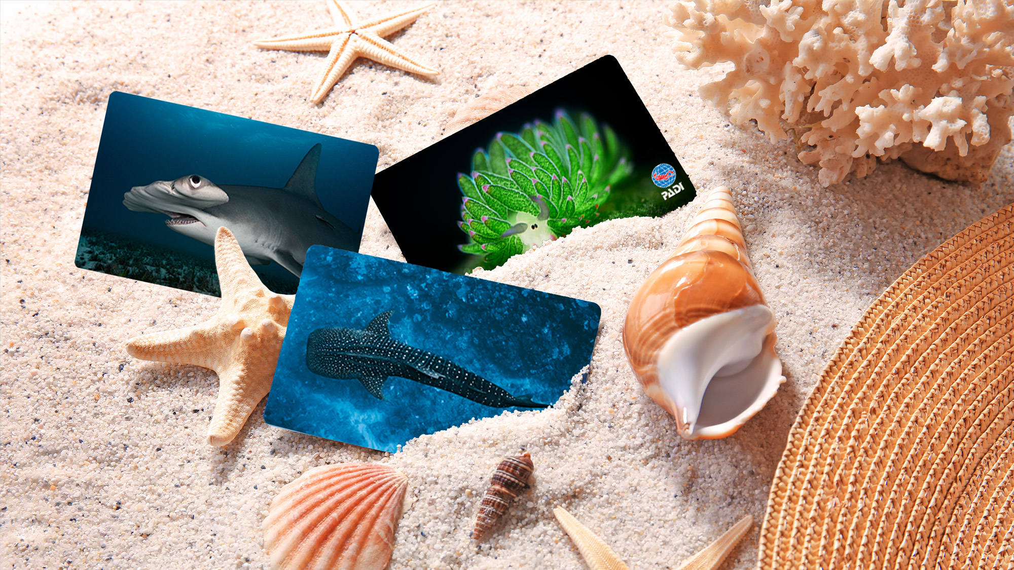 2025 PADI Certification Cards - Which Design Is Right for You?