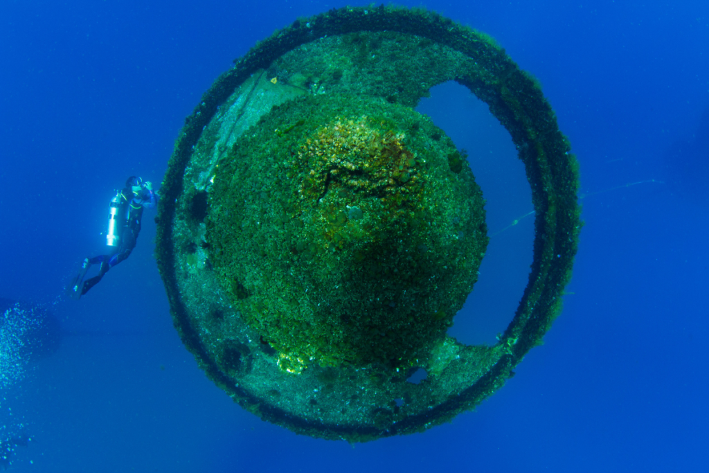 It’s a Wonder(ful) Reef