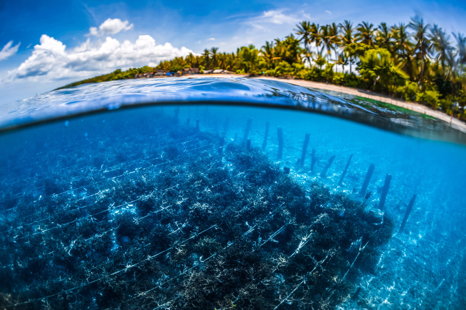 How Learning to Dive Can Help You Save the Ocean