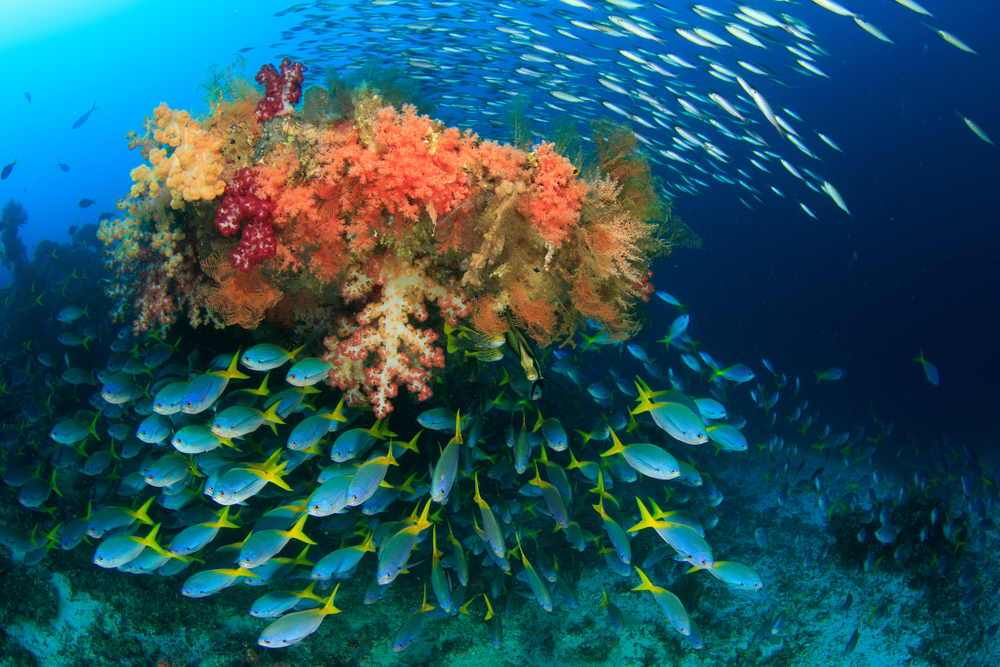 What is a Marine Protected Area?