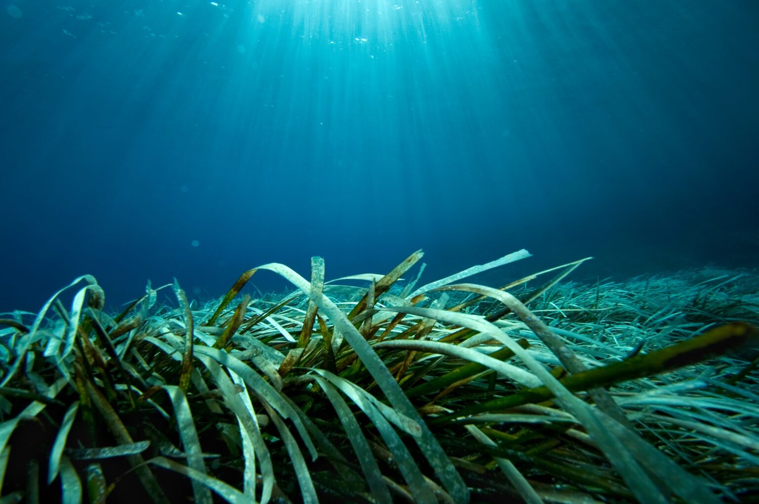 Ocean Plants — And Why They’re So Important