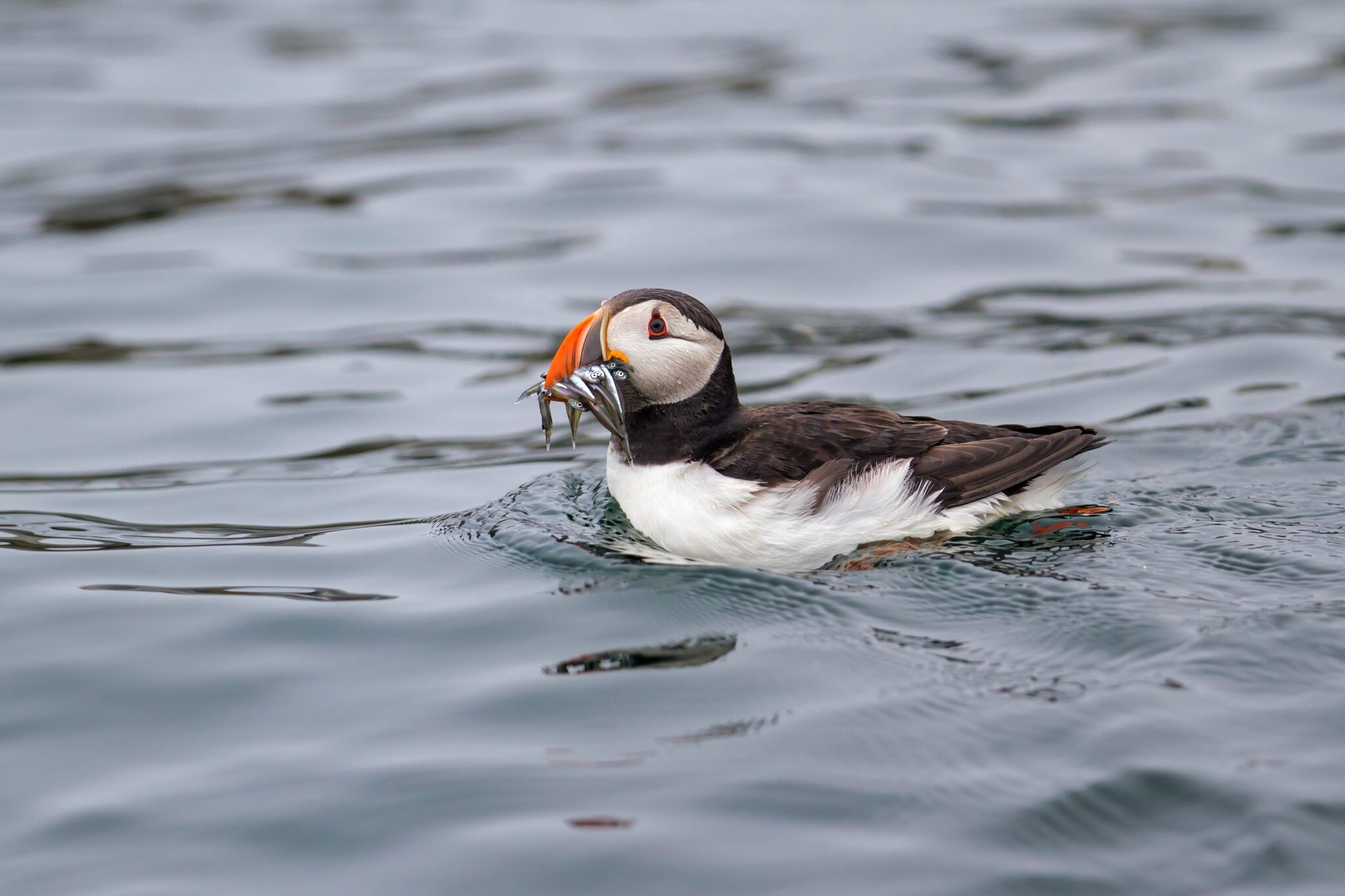 Four Birds You Might See Underwater While Diving