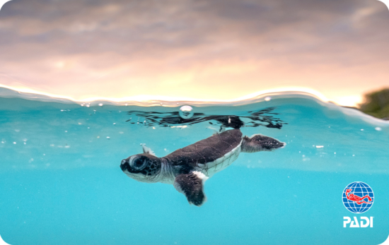 New PADI Diver Cards and the Stories Behind Each Photo