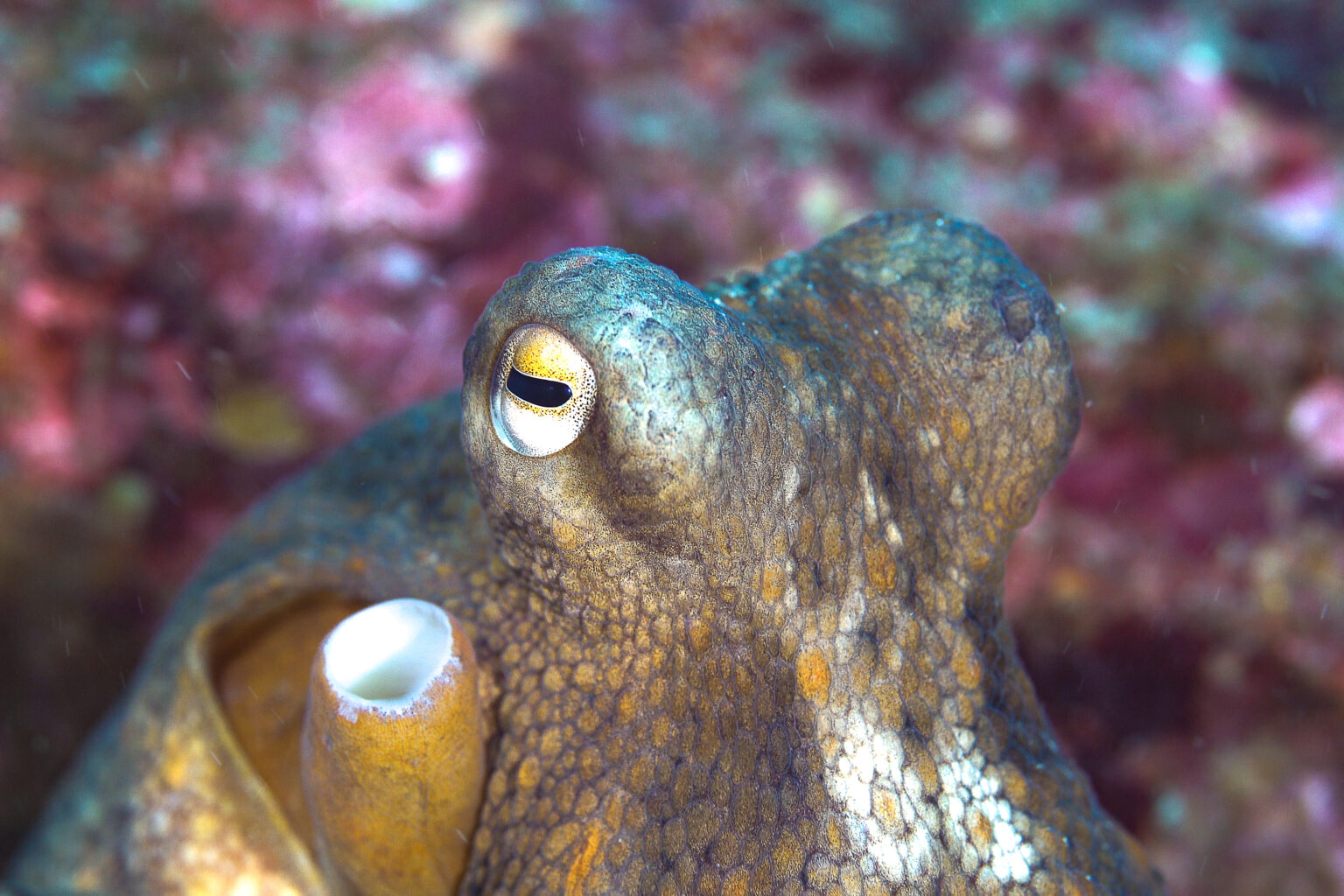 Scuba Diving Barcelona - The Best Dive Sites, Day Trips & More