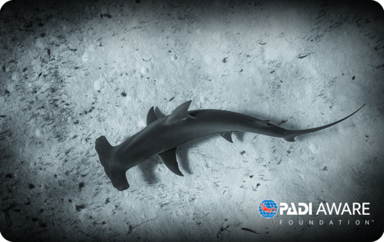 How to Upgrade a PADI Junior Open Water Diver Certification