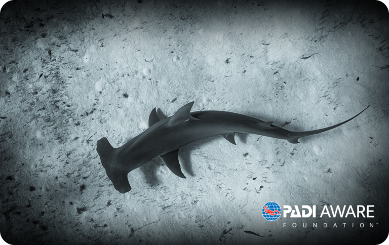 How to Upgrade a PADI Junior Open Water Diver Certification