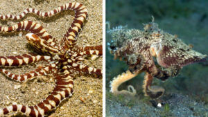 Underwater Animals That Look Alike