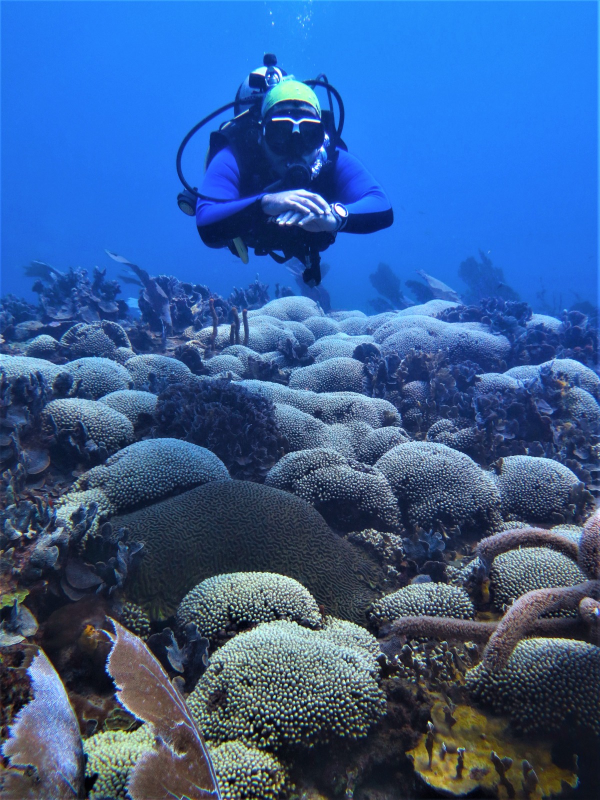 Want to Live in Paradise? Becoming a PADI Pro Could Be Your Ticket to a ...