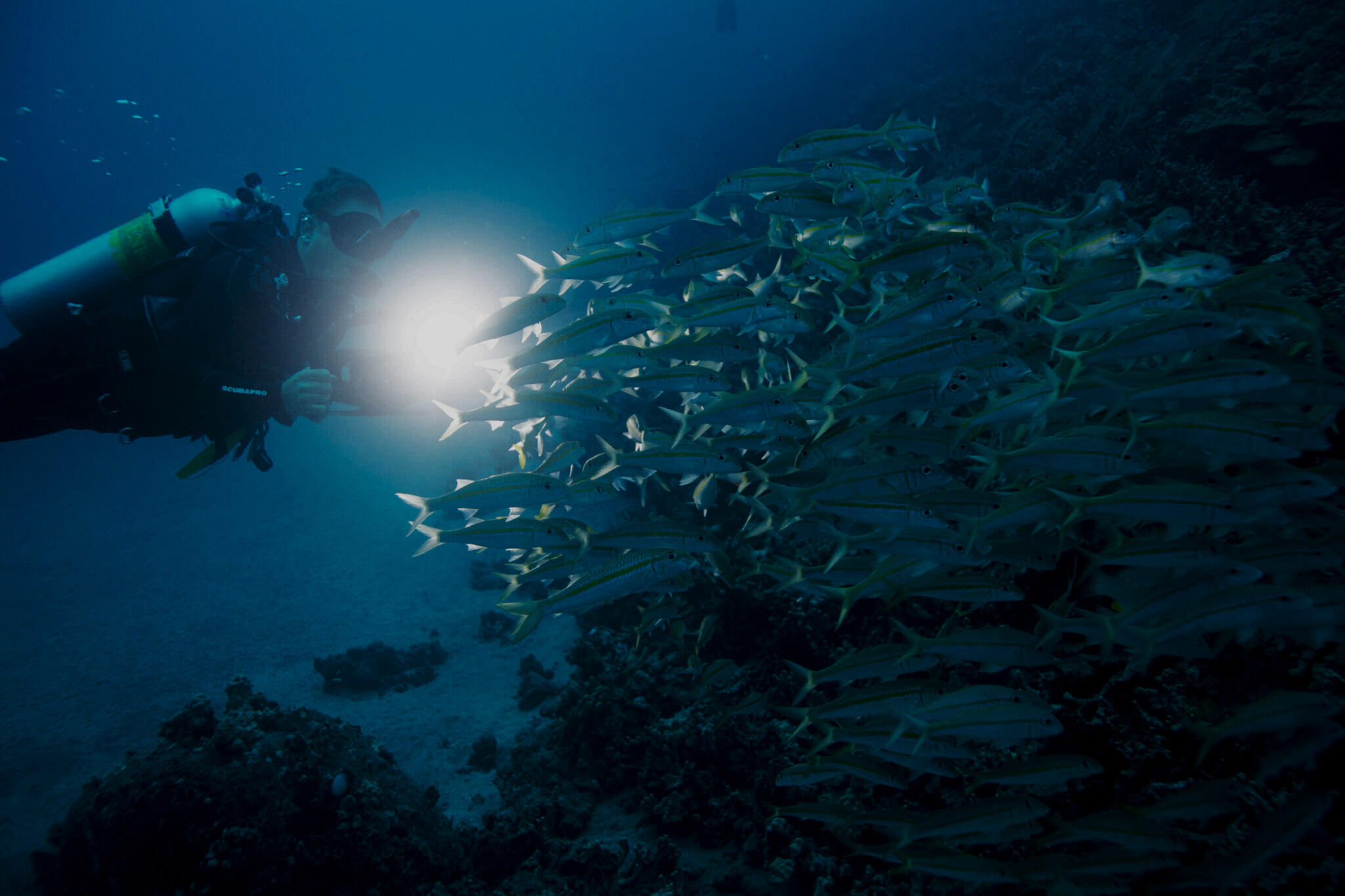 Night Diving Tips: How To Signal Your Buddy & Navigate