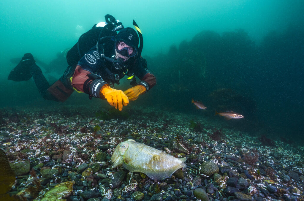15 Marine Species of the UK to Spot While Scuba Diving