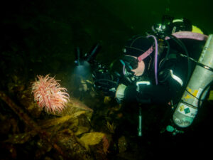 Night Diving Tips: How to Signal Your Buddy & Navigate in the Dark