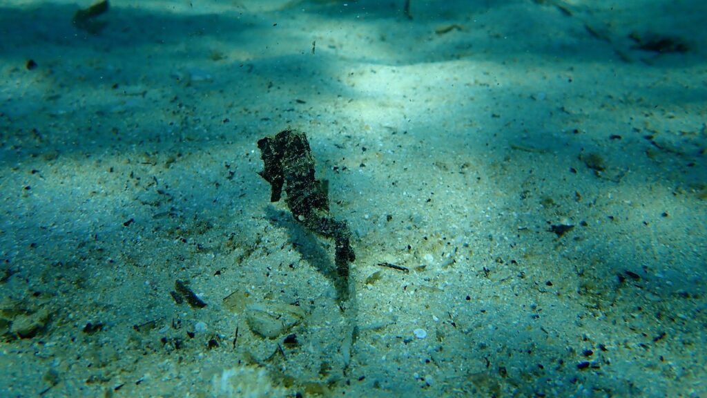 15 Marine Species of the UK to Spot While Scuba Diving
