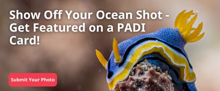 PADI eCard FAQs | How to Download Your PADI eCard