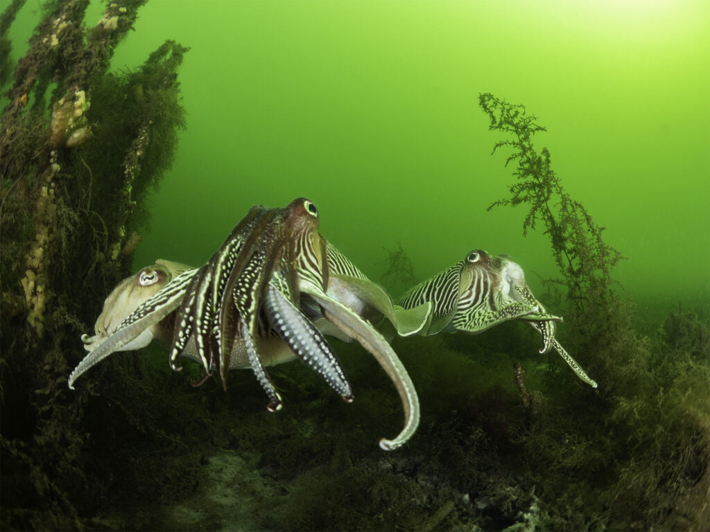 Scuba Diving in the Netherlands - Exploring Underwater Wonders