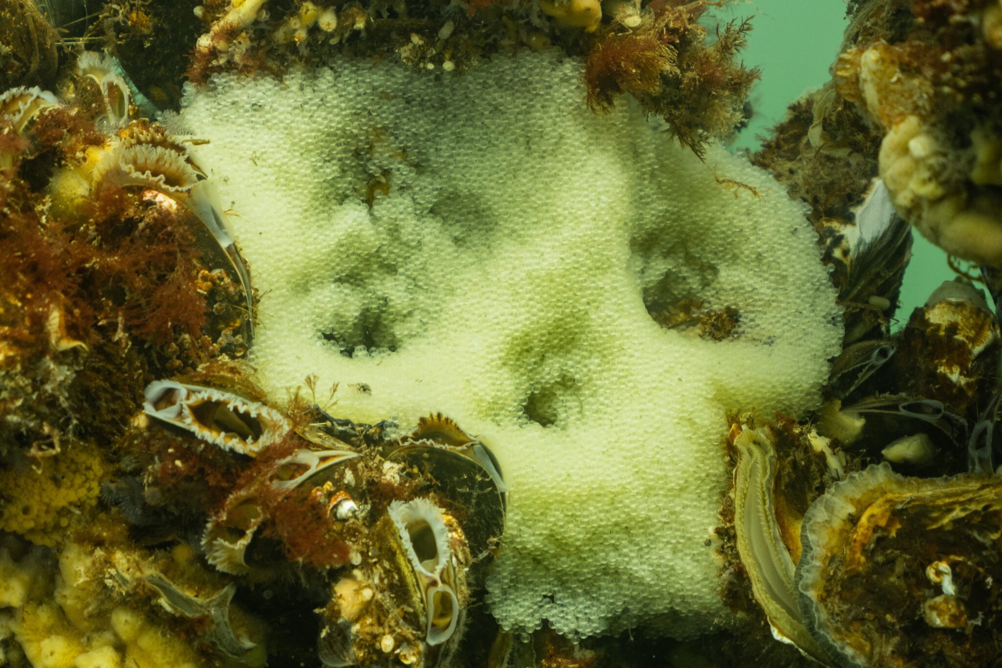 Scuba Diving in the Netherlands - Exploring Underwater Wonders