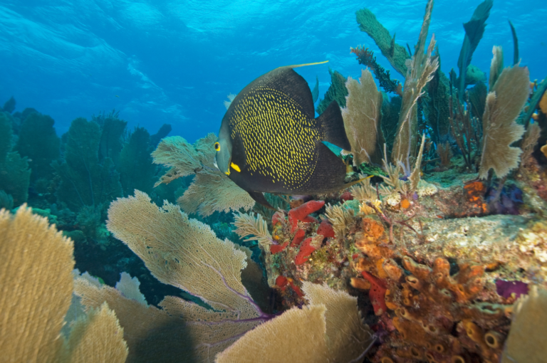 Florida Keys Diving: Top Dive Sites for Scuba Divers