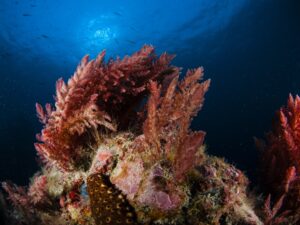 Ocean Plants — And Why They’re So Important