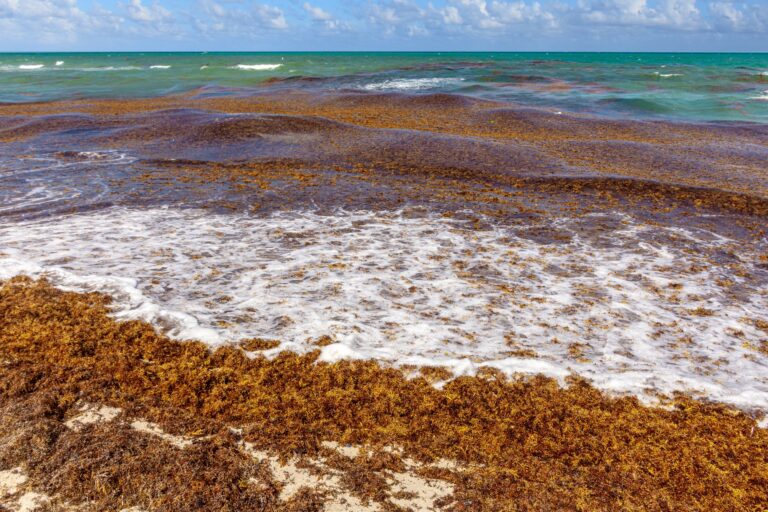 Ocean Plants — And Why They’re So Important