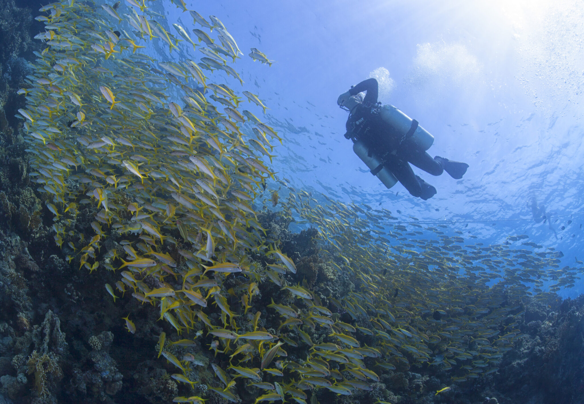 Tec Dossier - Jeff Loflin