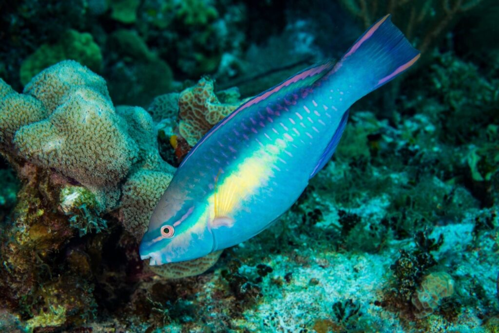 8 Species to Spot While Diving in Colombia