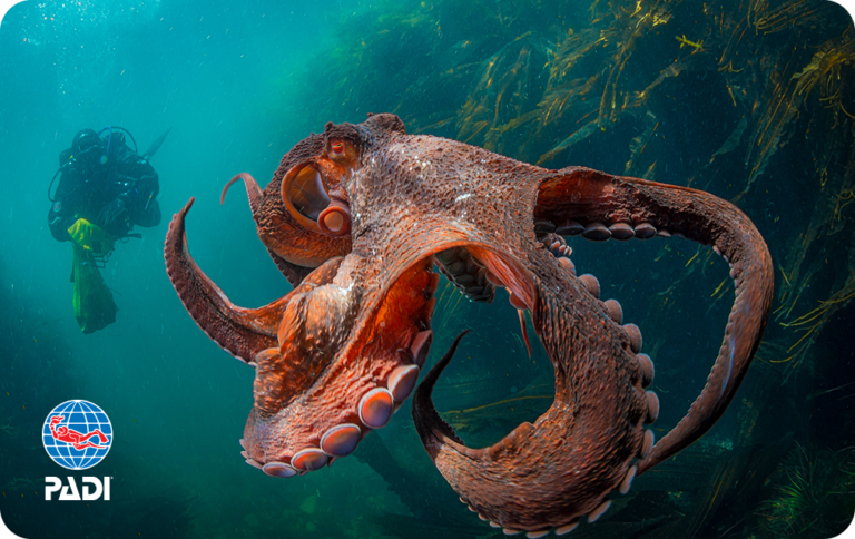 How One Diver Saved $460 in a Year With PADI Club