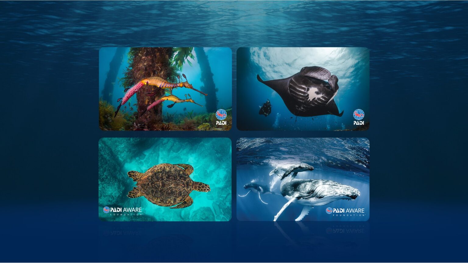 PADI Certification Card FAQs | Replace Lost PADI Card