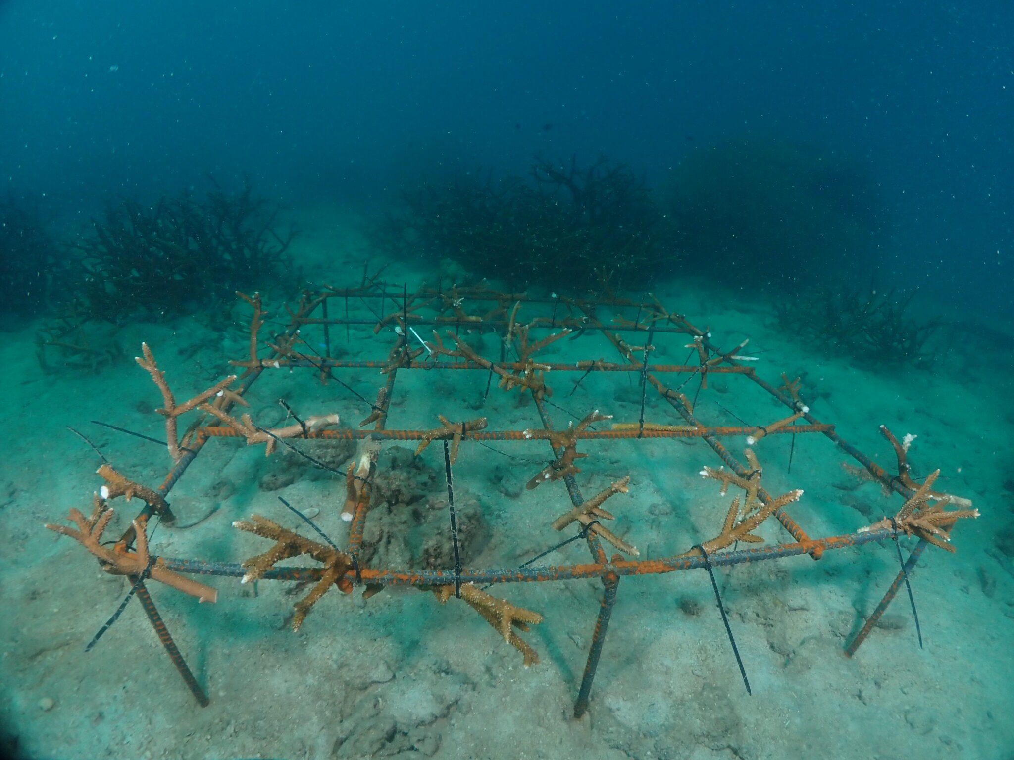 The 2024 PADI AWARE Foundation Community Grant Recipients