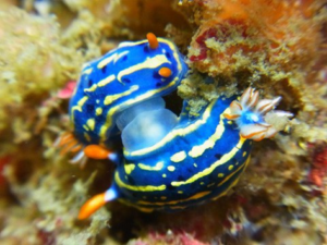 Everything You Want to Know About Sea Slugs & Nudibranchs