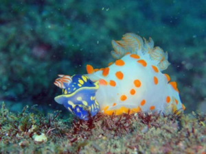 Everything You Want to Know About Sea Slugs & Nudibranchs