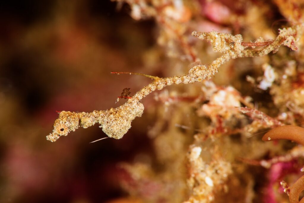 Diving in Lembeh: Everything You Need To Know To Plan a Trip to the ...