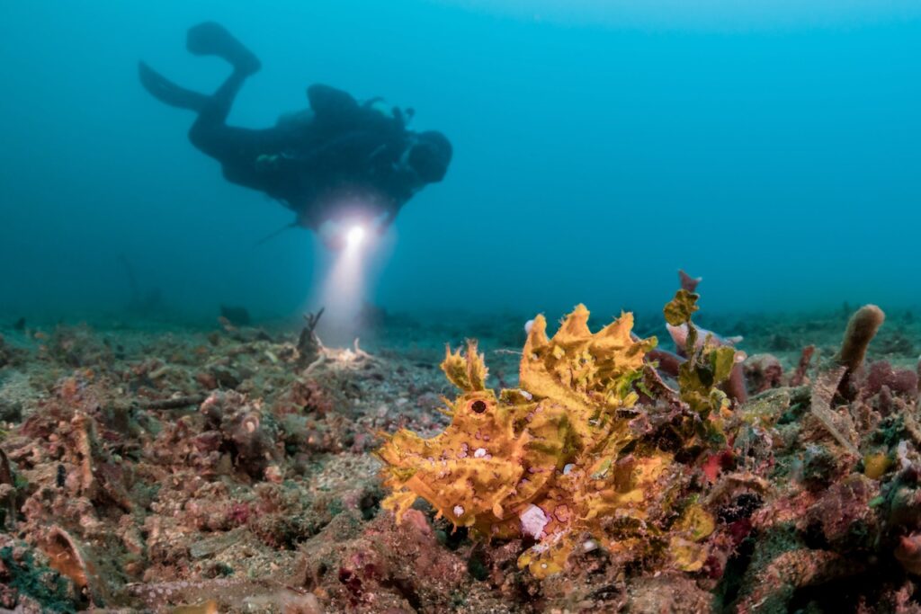 Diving in Lembeh: Everything You Need To Know To Plan a Trip to the ...