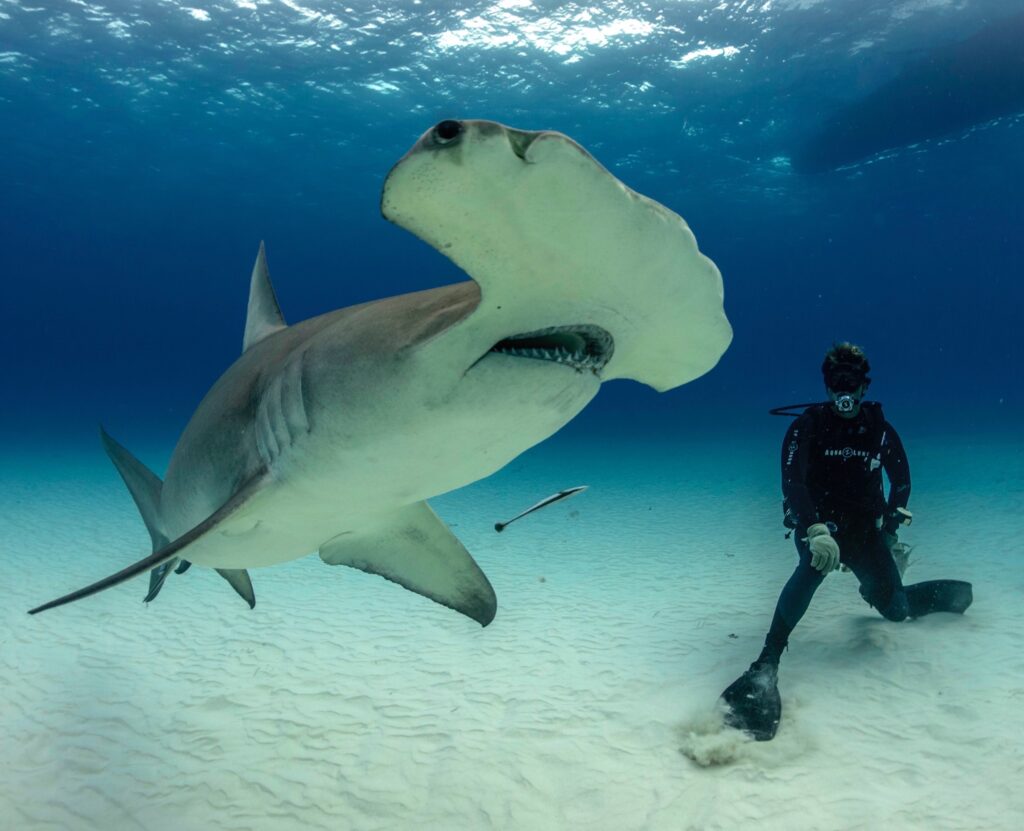 PADI Pros Making a Difference in Shark Conservation
