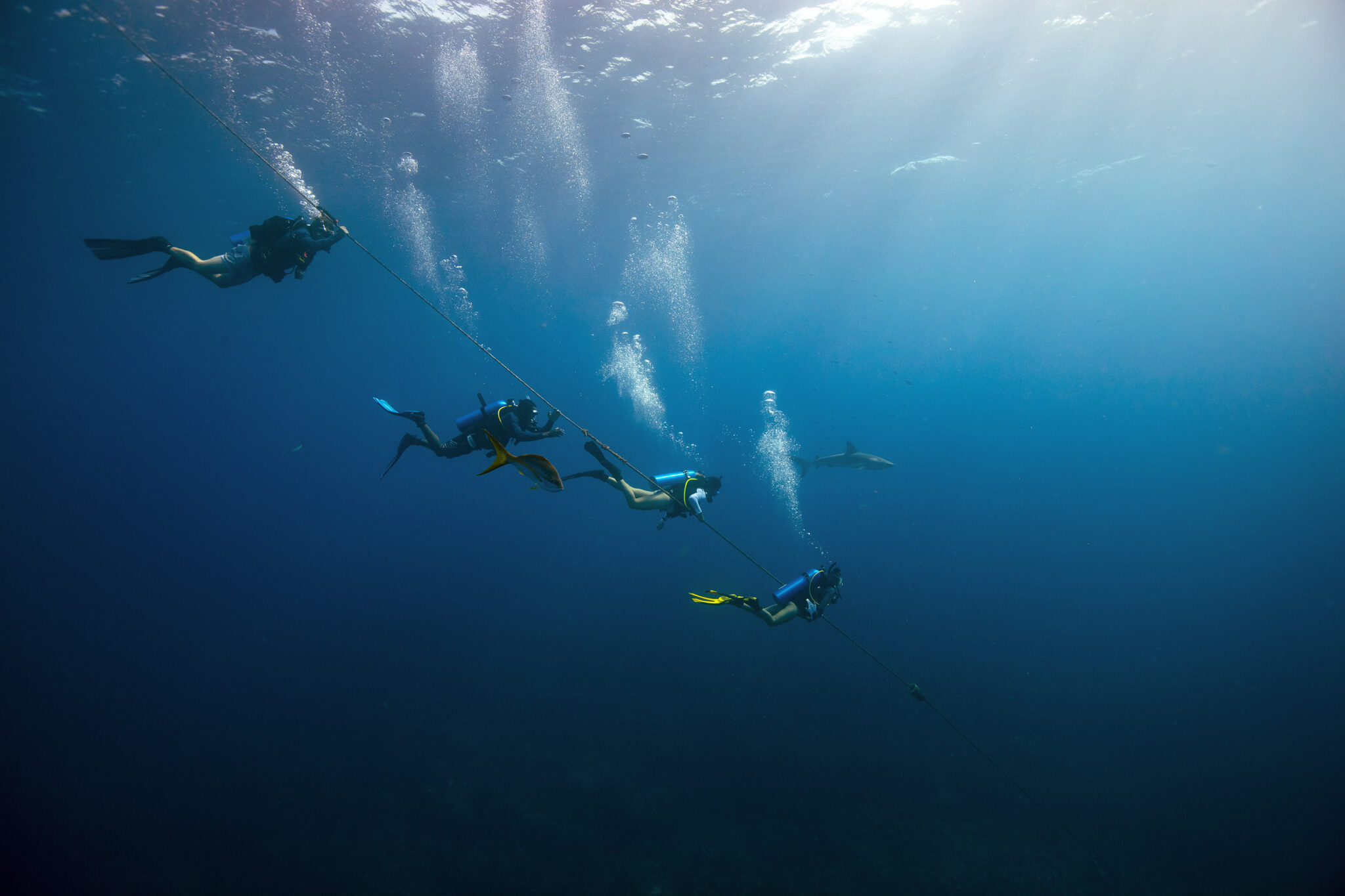 PADI Pros Making a Difference in Shark Conservation