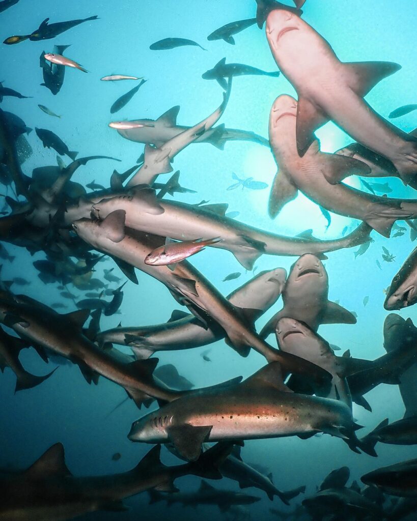 The 6 Best Places To Dive With Sharks in Japan