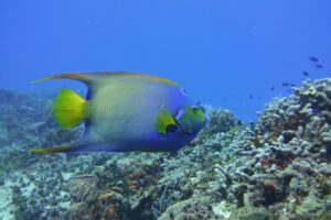 7 Angelfish Facts You Didn't Know