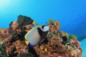 7 Angelfish Facts You Didn't Know