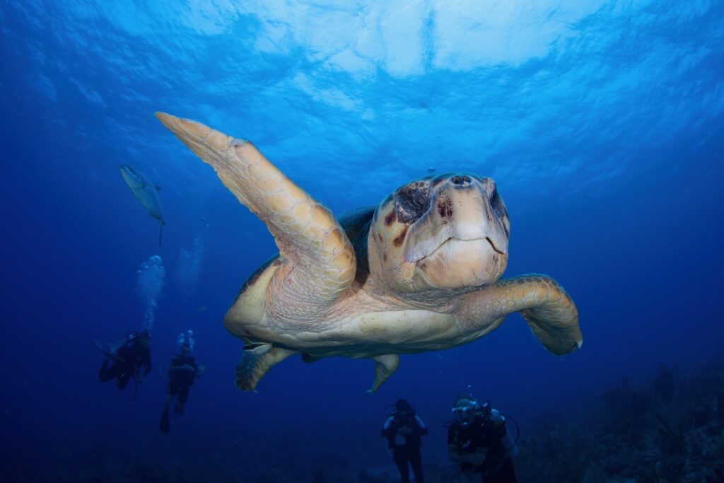 The 6 Best Dive Sites in Belize
