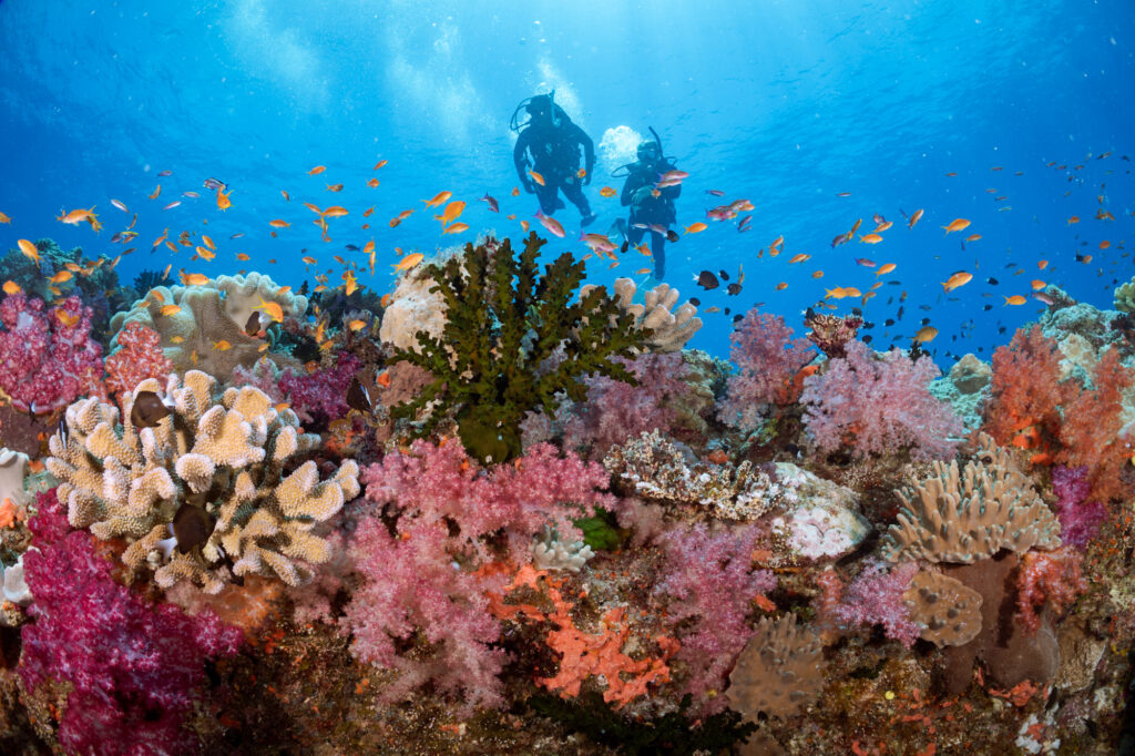 10 Fun Facts About Coral Reefs