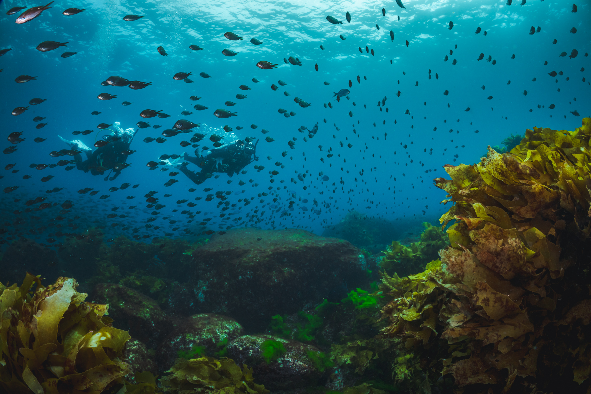 Asia Pacific Dive Shows You Won’t Want To Miss in 2025