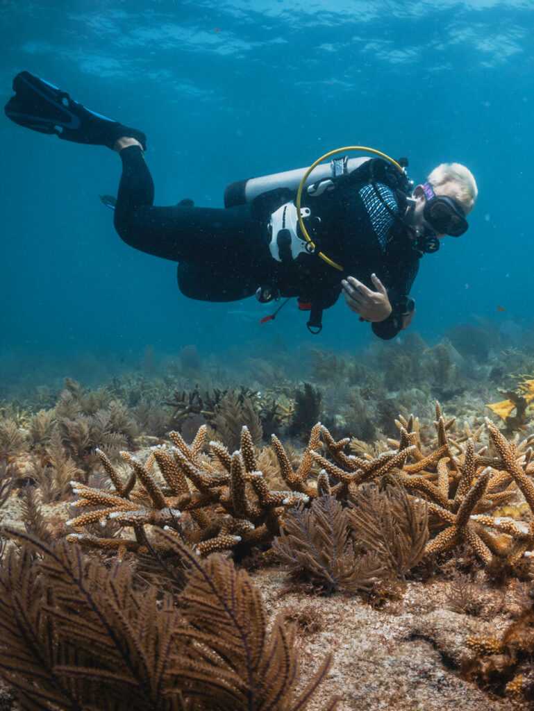 Introducing the New 2025 PADI AmbassaDivers