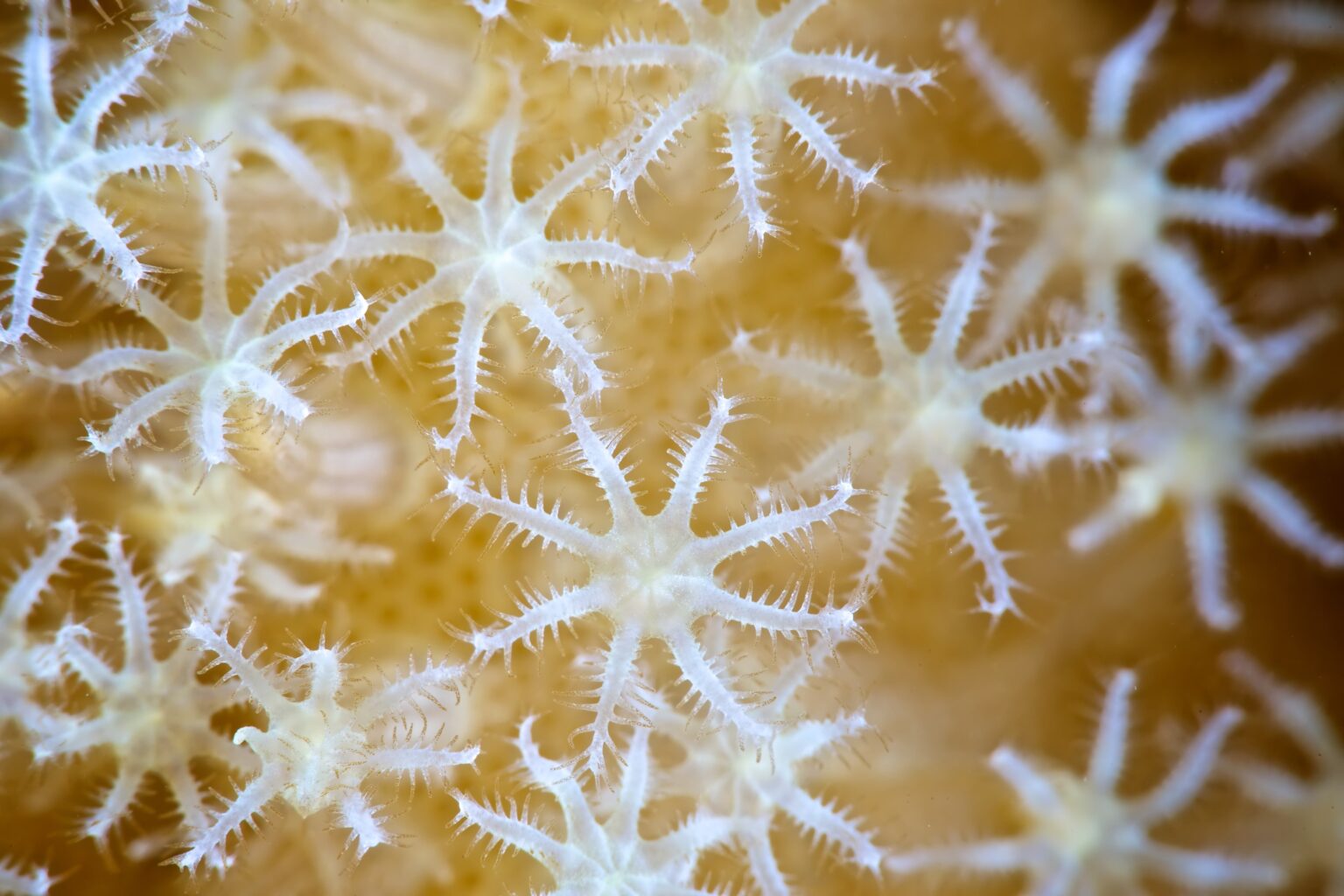 8 Mutualism Examples in the Underwater World