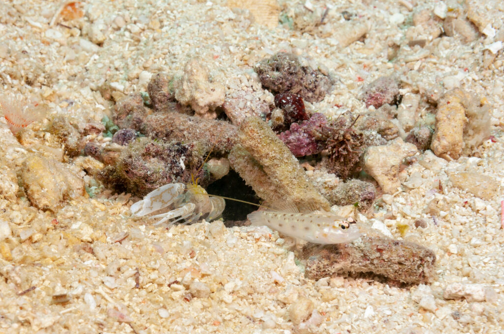 8 Mutualism Examples in the Underwater World