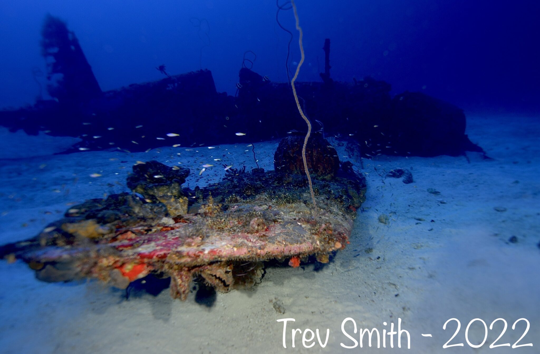 Discover the Hidden Gem of the Solomon Islands: Diving in Munda