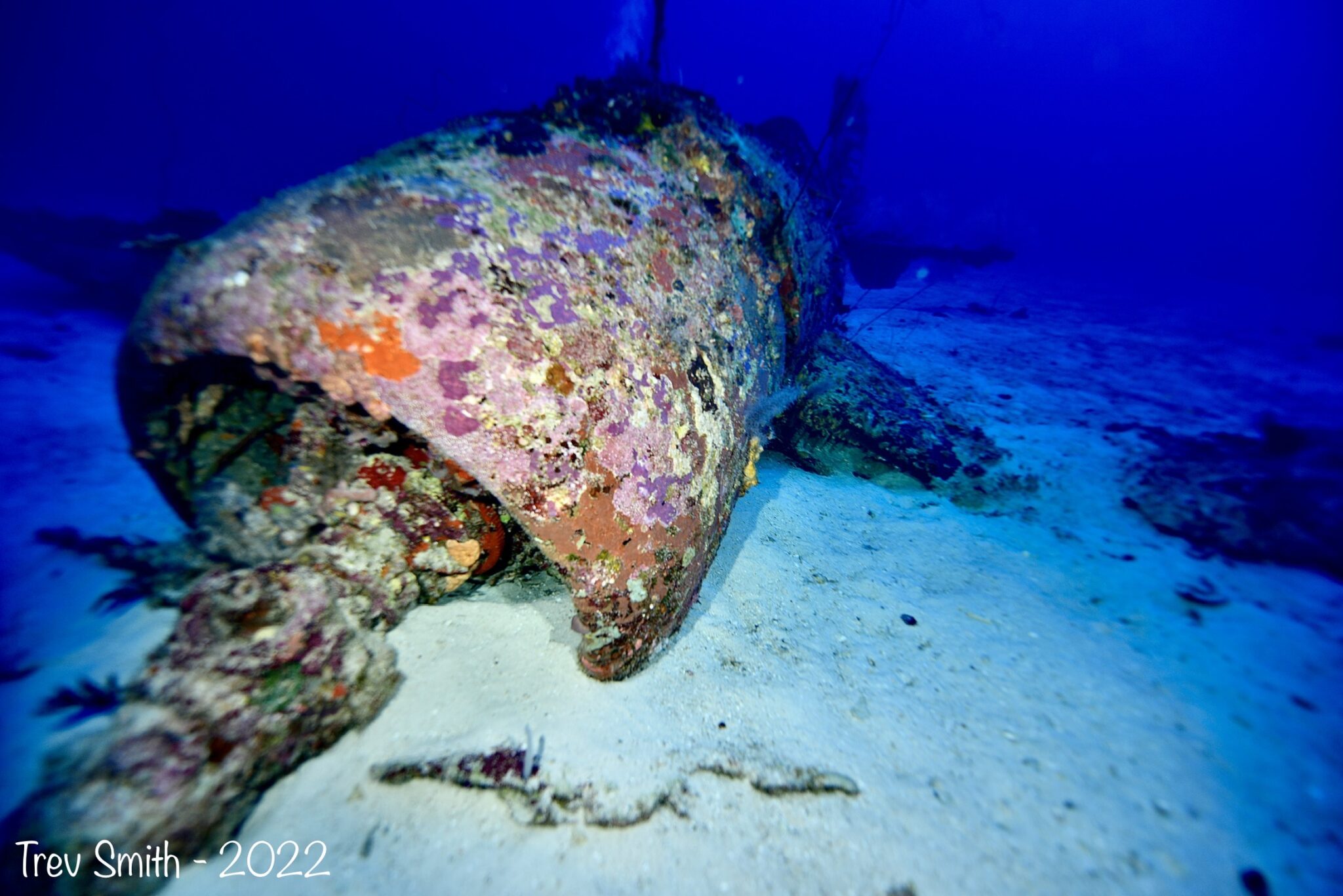 Discover the Hidden Gem of the Solomon Islands: Diving in Munda