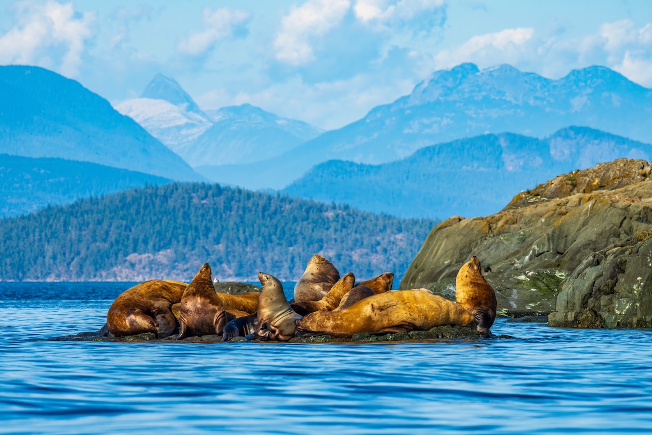 Marine Life in Canada | Scuba Diving and Whale Watching
