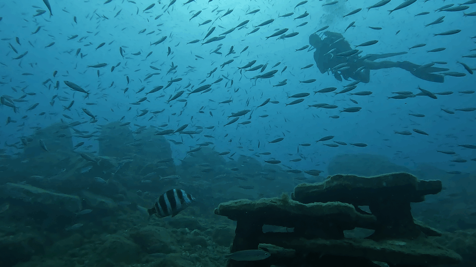 Max Rota: Restoring the Ocean with Natural Art Reef Structures